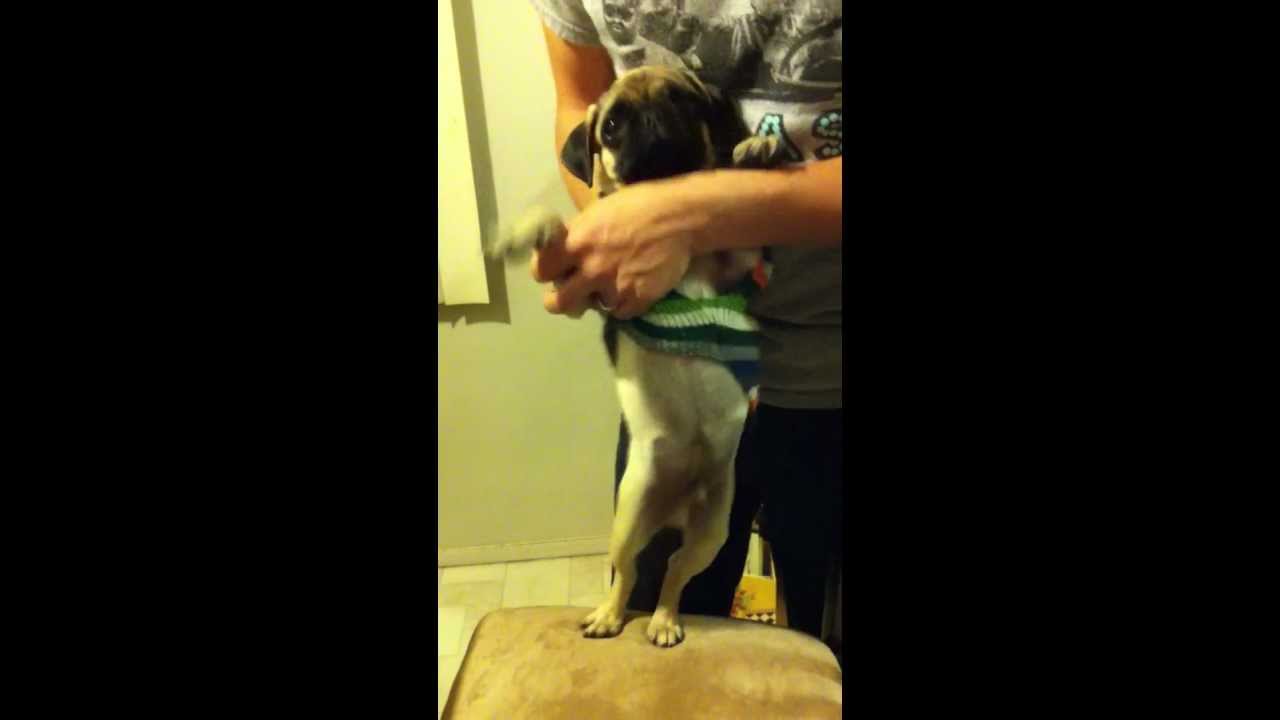 Sexy & I Know It- wiggle wiggle - YouTube