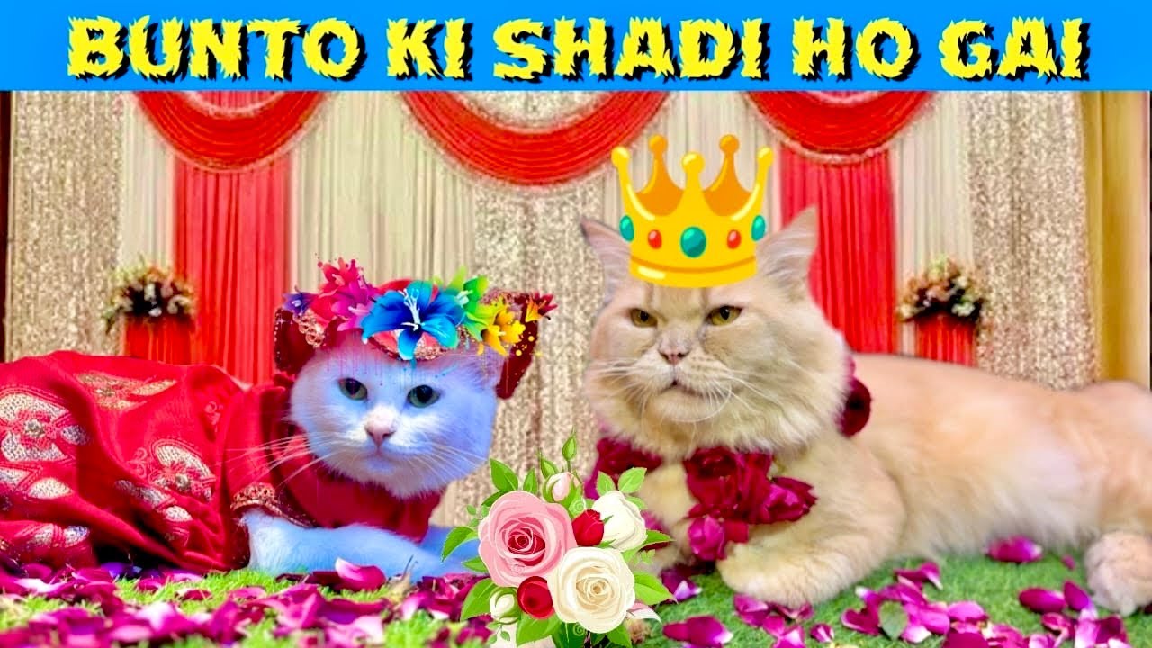 Bunto ki Shadi || Barat Day || First Cat wedding in Pakistan || Hamza ...