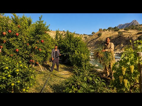Nomadic life: 🌊Maintaining an orchard in the mountains 🍑| Watering the garden and caring for crops🌿🍇