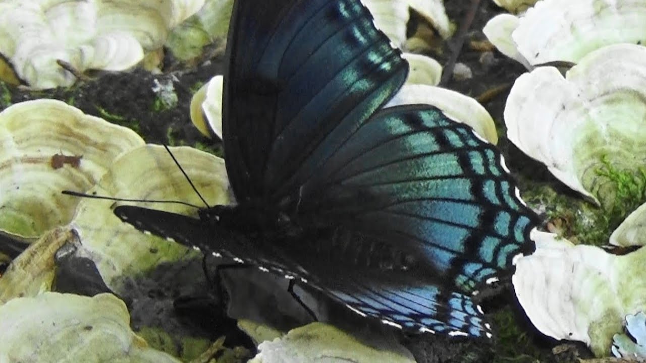 Red-spotted Purple Butterfly in action (Limenitis arthemis) - YouTube