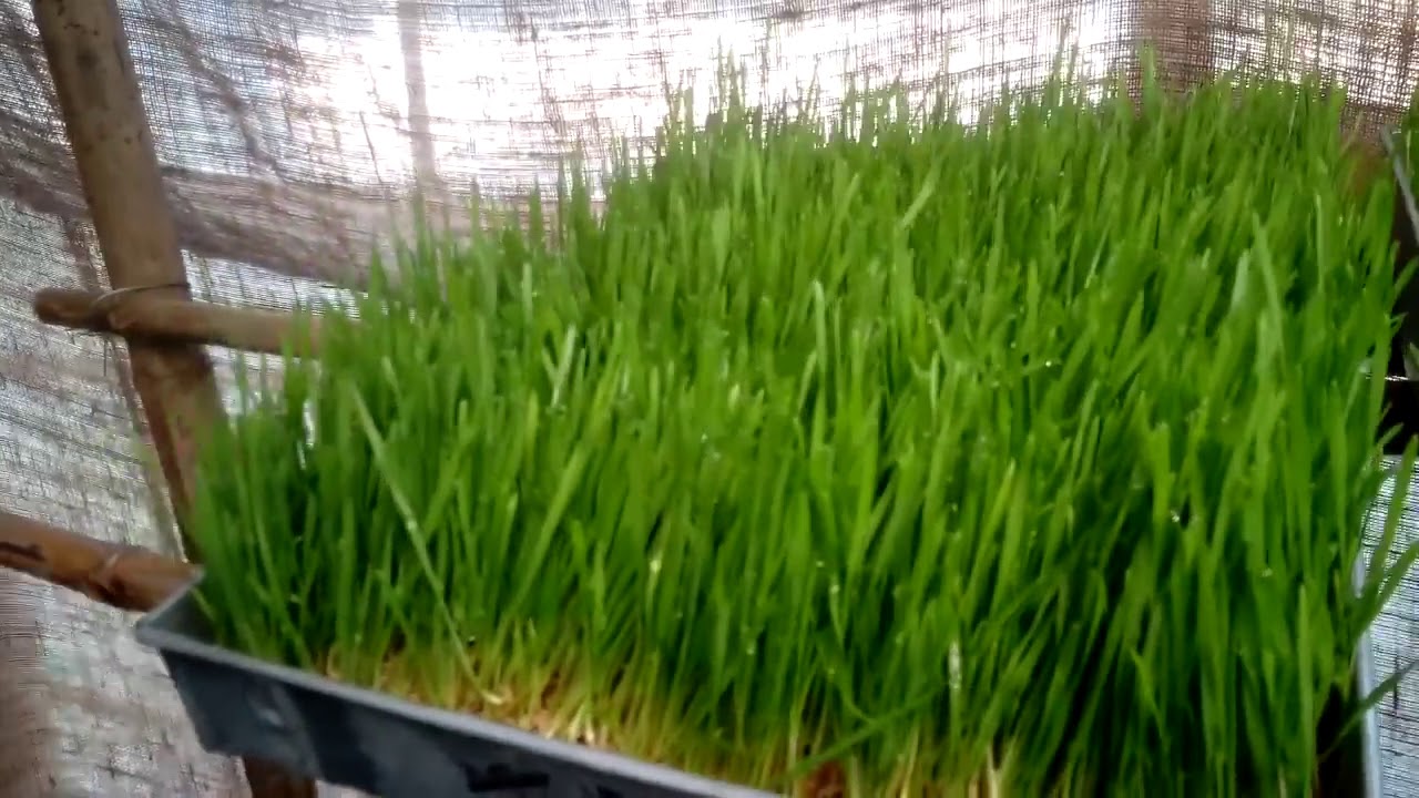 Wheatgrass hydroponics Fodder 1 - YouTube