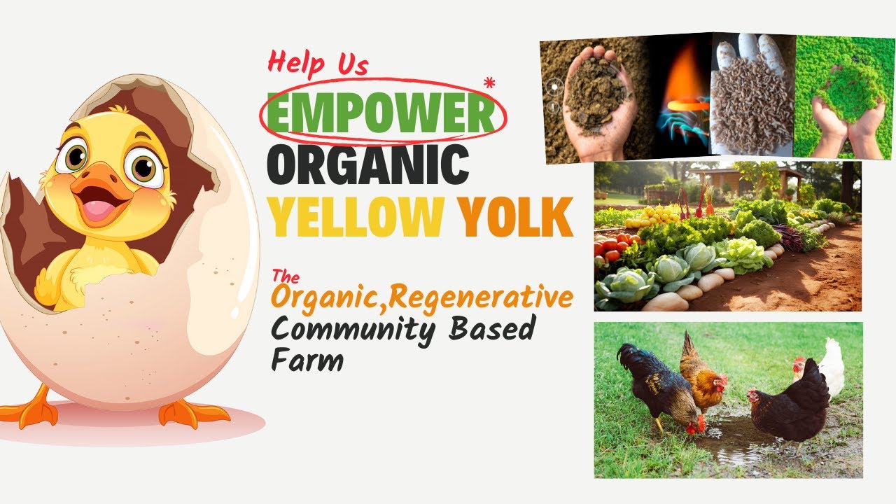 Organic Yellow Yolk Farm - YouTube
