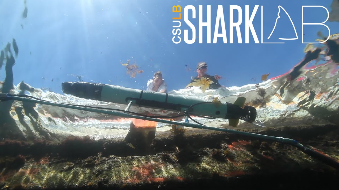 Broll: CSULB Shark Lab - Dr. Chris Lowe, Autonomous Underwater Robot ...