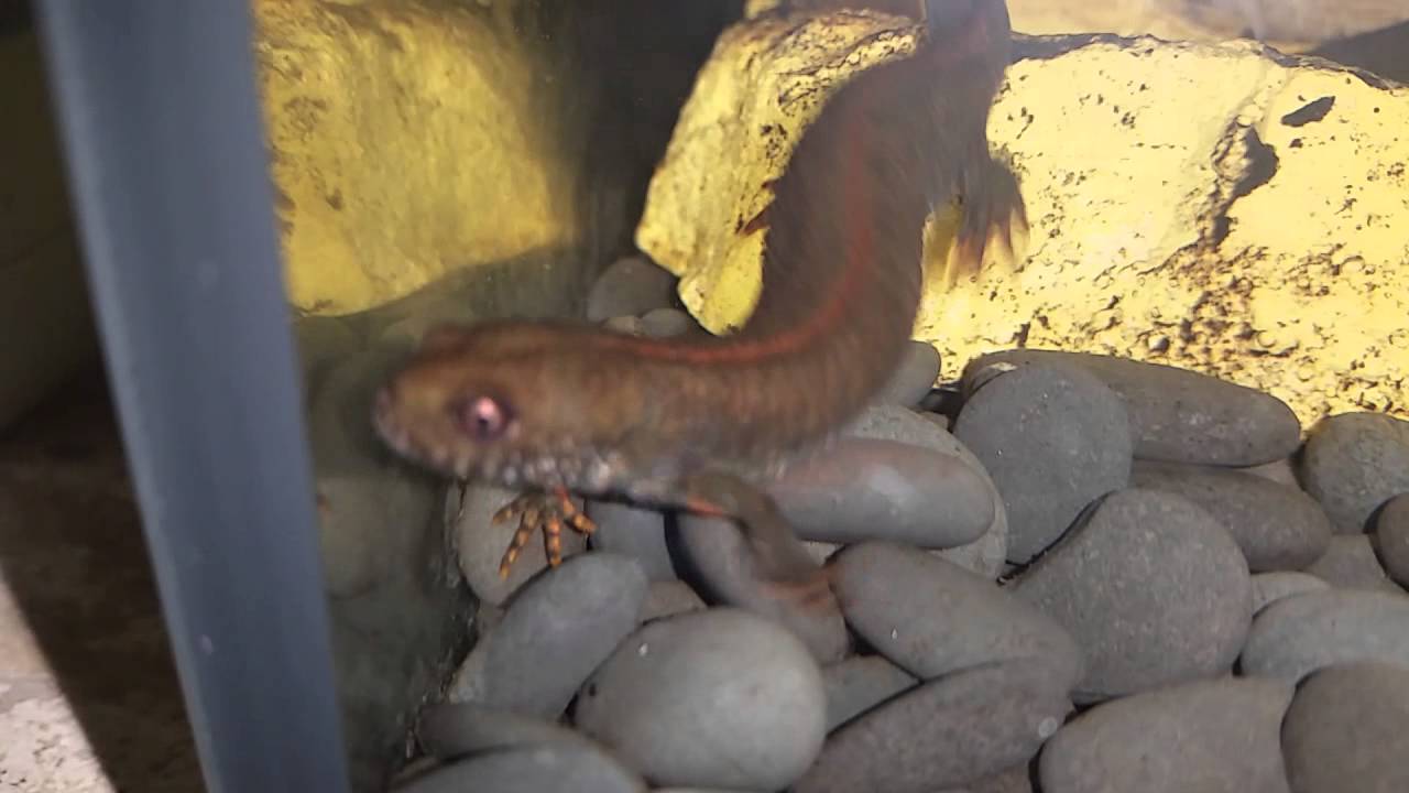 Triturus dobrogicus macrosoma feeding - YouTube