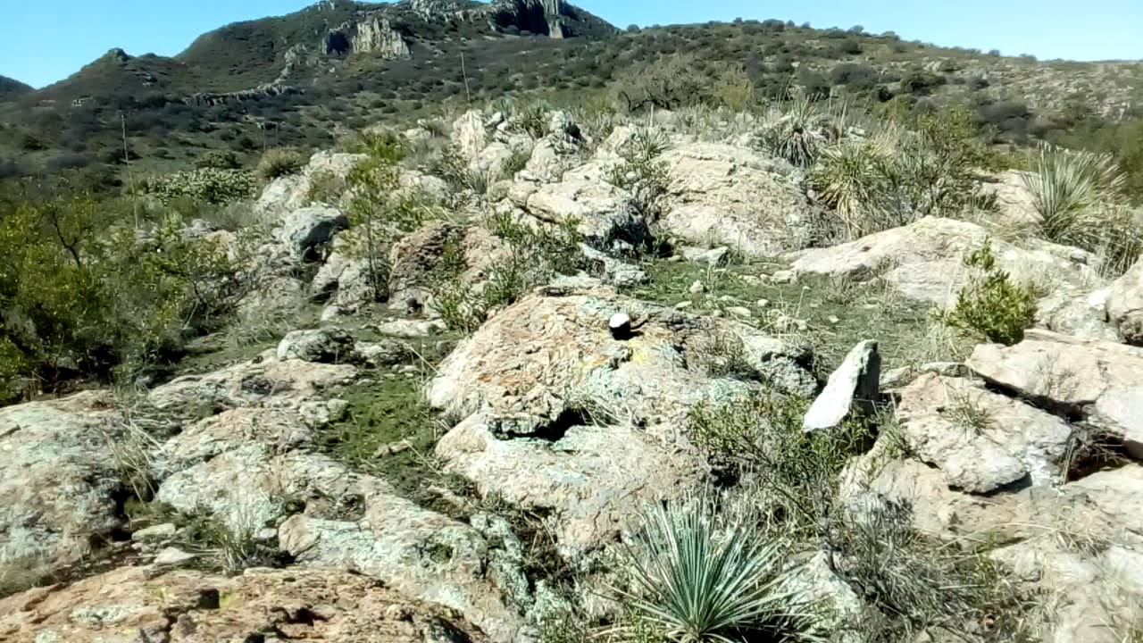 Tejón melero o ratel visto por primera vez en México - YouTube