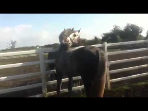Cappa Stud Stallions - YouTube