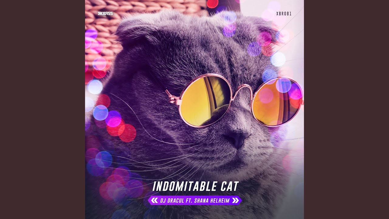 Indomitable Cat - YouTube