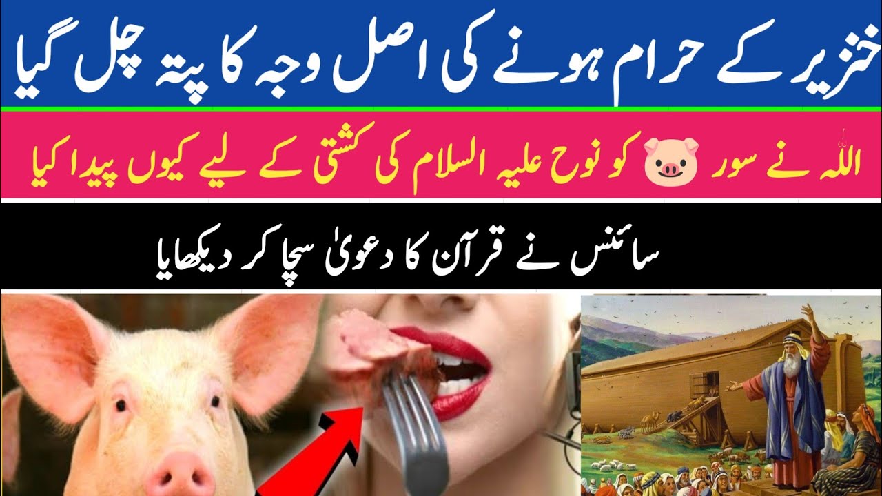 what happens if a muslim eat pork | Khanzeer aghr Haram hai to Allah ne ...