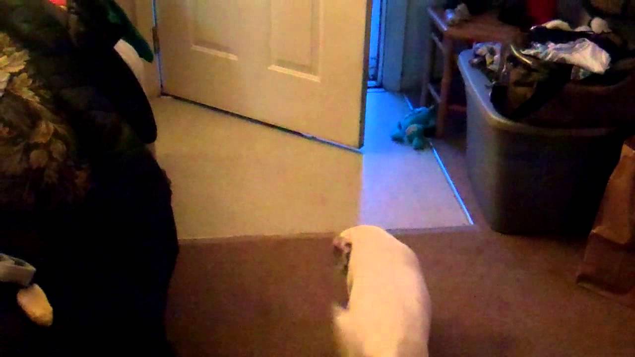 Odie Does What He Wants YouTube odie-does-what-he-wants-youtube