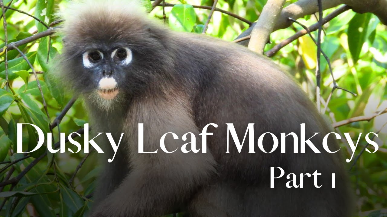 Precious Moments With Rare Wild Monkeys - YouTube