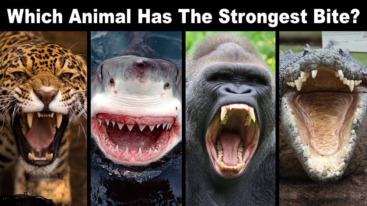 These 10 Animals Have The Strongest Bite Force | The Highest Bite Force ...