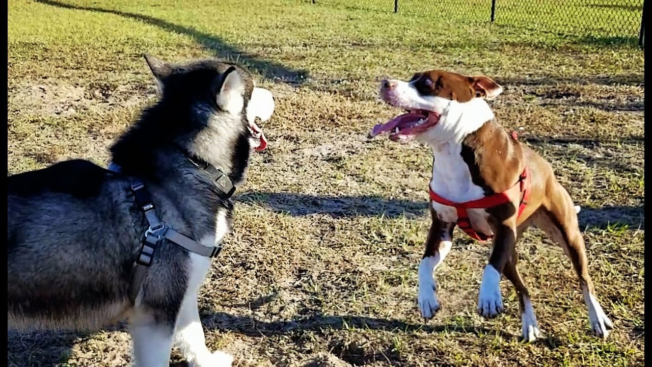 Tonka the Malamute Meets Zen The Chocolate PitBull!! - YouTube