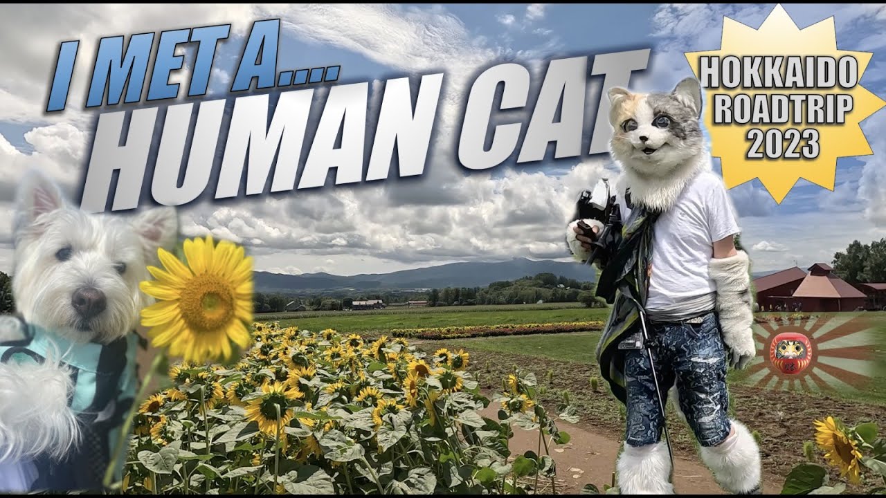 GIANT CAT in Niseko | Day 1 Hokkaido Road Trip in a Campervan - YouTube