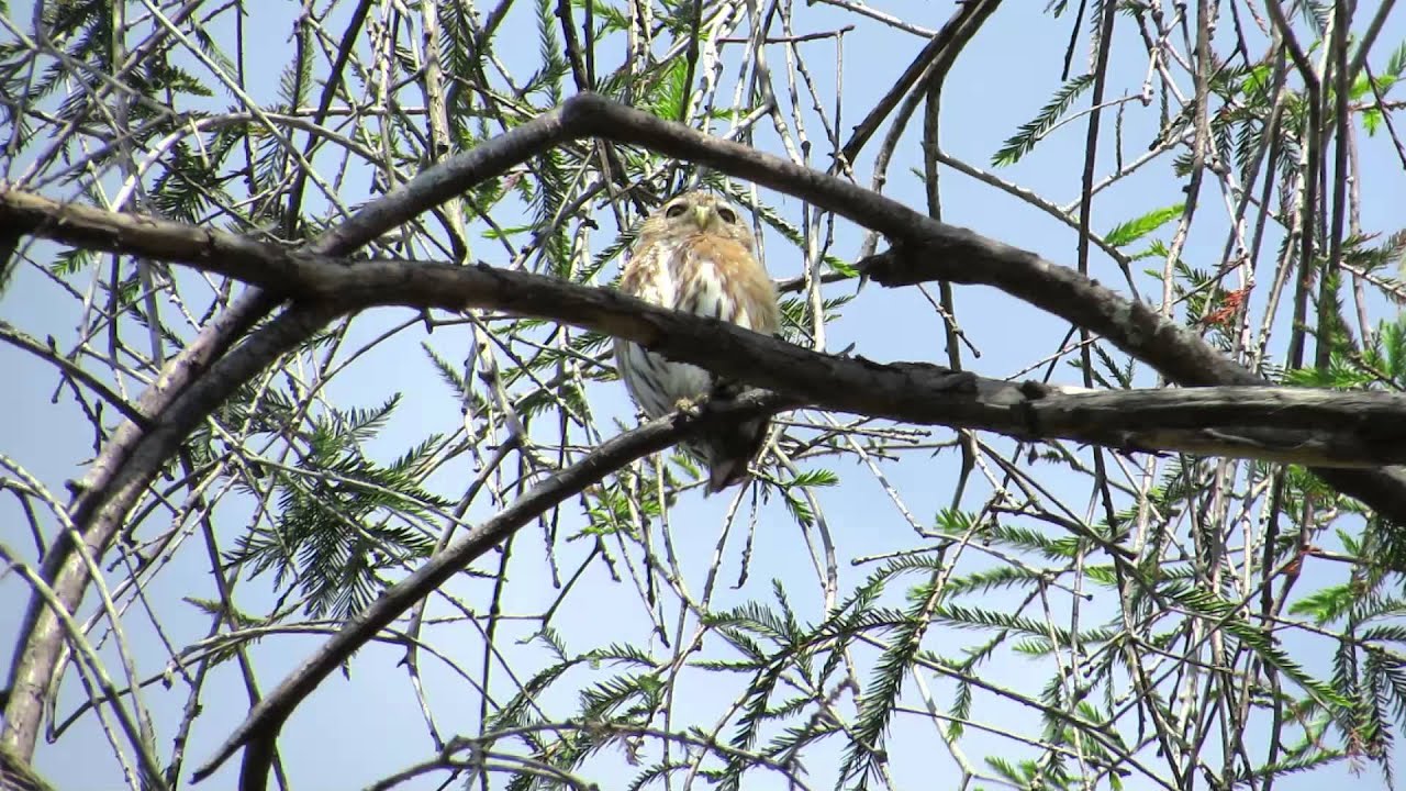 Birdwatching Colima | Ferruginous Pygmy-Owl - YouTube