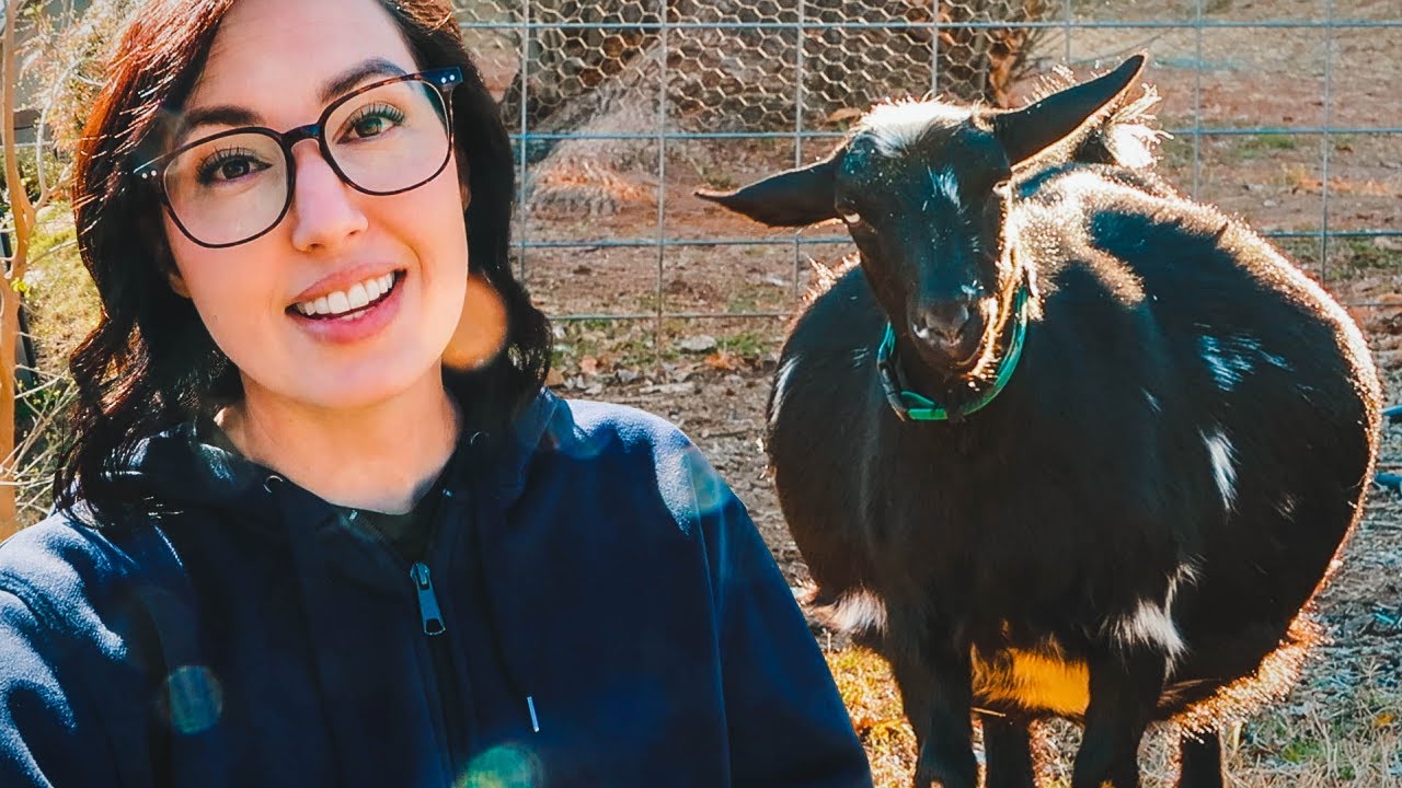 Oh no, are there TOO many babies in her??? (miniature goat pregnancy ...