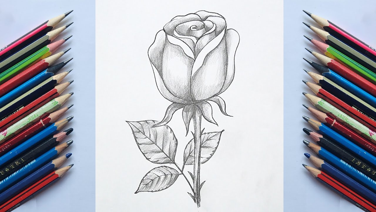 Pencil Sketch Rose Drawing Easy Tutorial for Beginners - YouTube