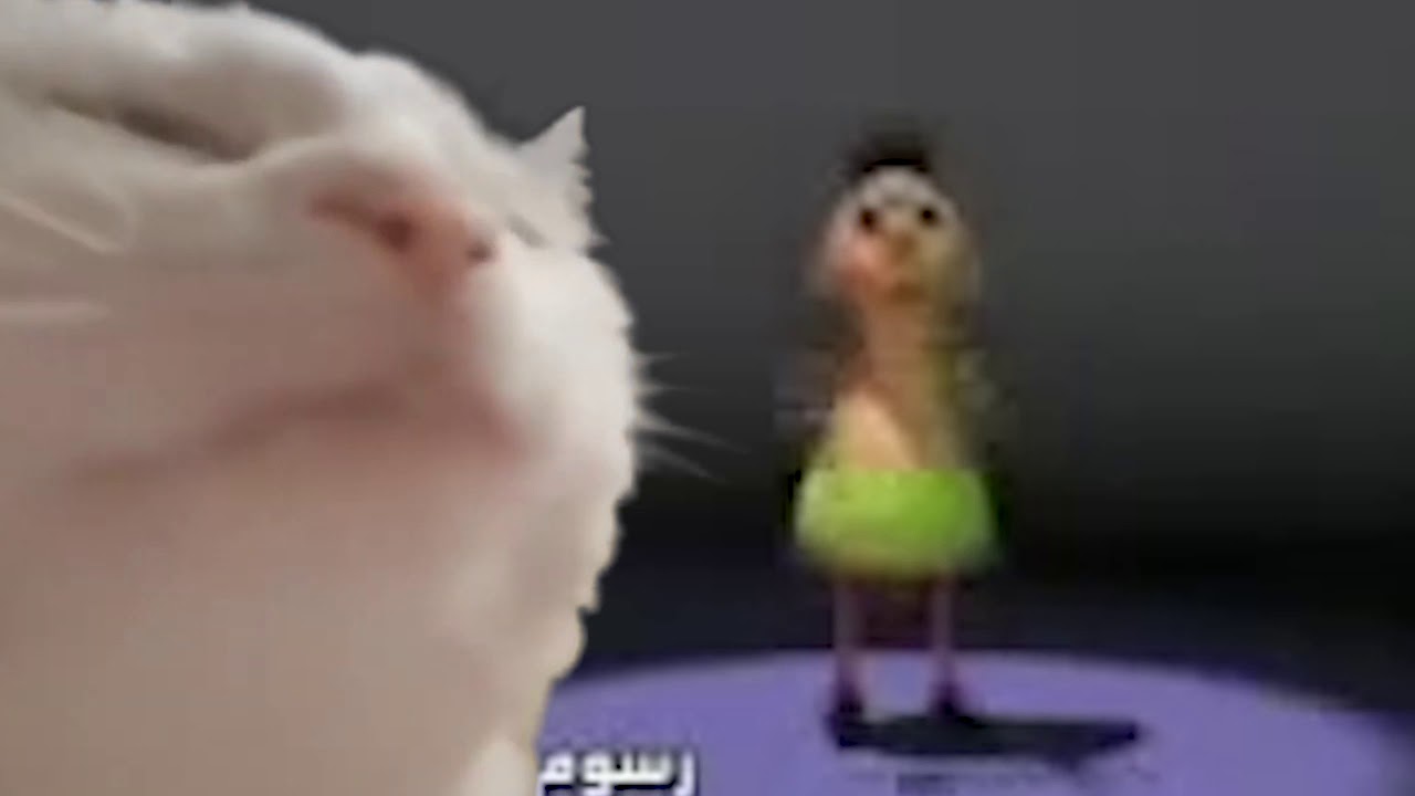 cat vibing to hamood habibi - YouTube