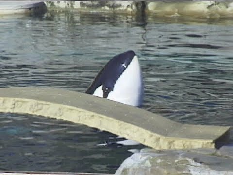 Killer Whale Finna died news conference at Vancouver Aquarium. October ...