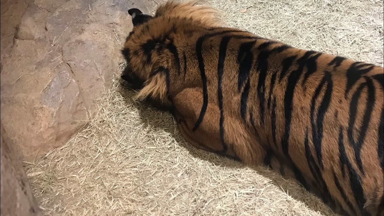 ALPHA RIZZ PARTY TIME - YouTube