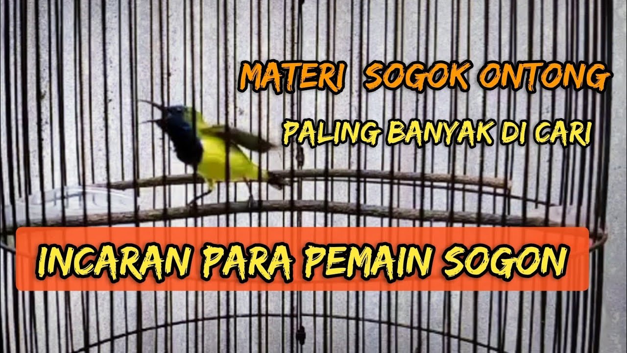 Sogok ontong!!Materi yang banyak di sukai pemain sogon!!Masteran ...