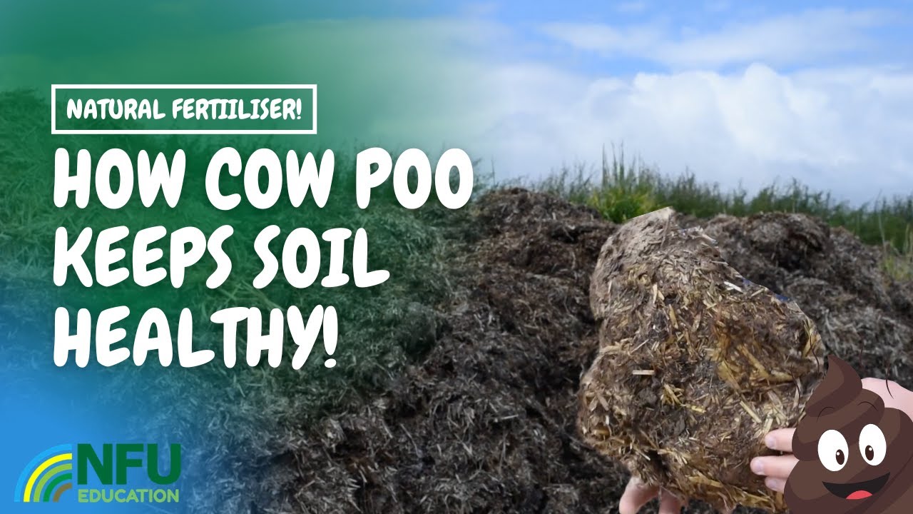 How does cow poo help to keep our soil healthy? - YouTube