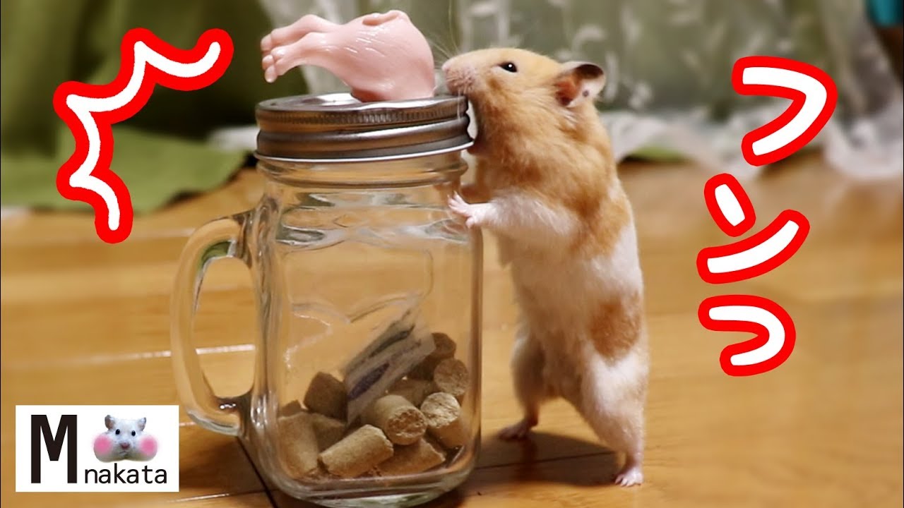コレほんとにハムスター?餌のフタを開ける姿が…!可愛い癒しおもしろ動物Hamster that opens the bait lid by ...