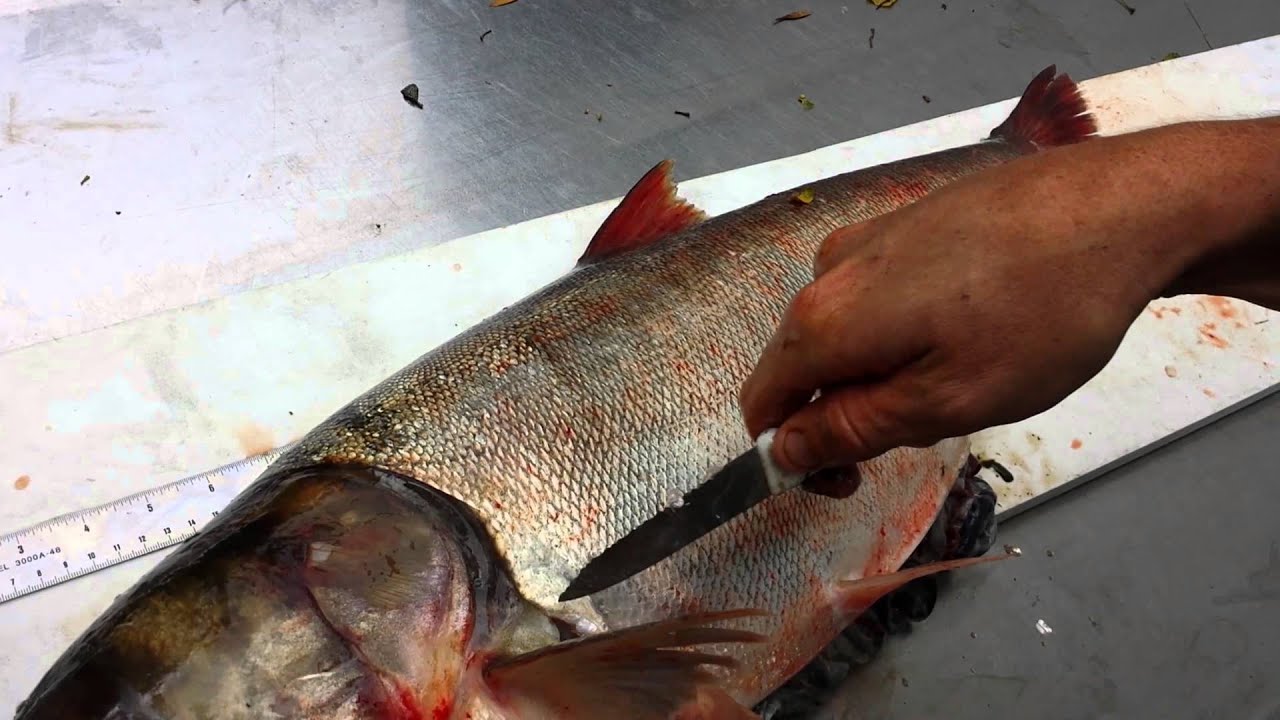 How to remove the post cleithrum of an Asian carp - YouTube