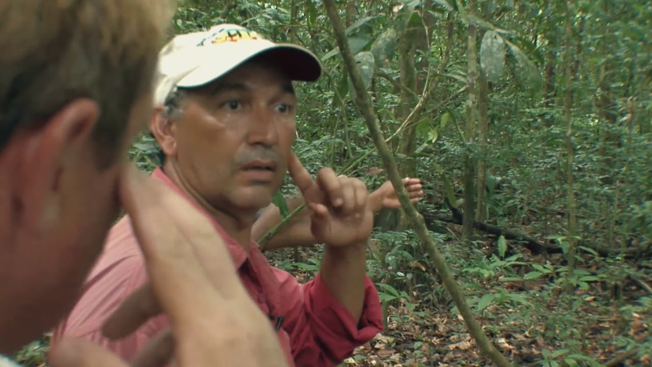 Tapir Attack - YouTube