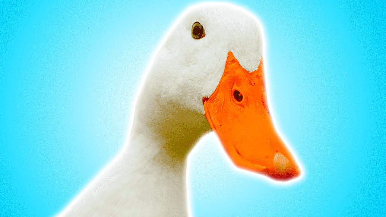 If I feel disgusted, the video ends - True Facts About the Duck - YouTube
