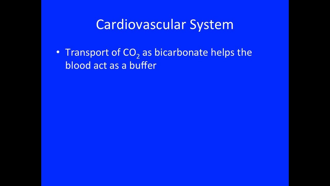 Video 5 - Respiratory System - Respiratory System & Homeostasis - YouTube