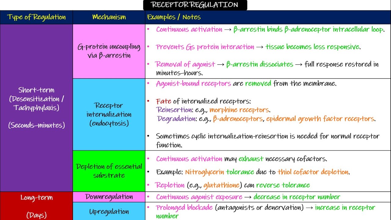 Receptor Regulation. Chapter 2 Part 5. Katzung Pharmacology. - YouTube