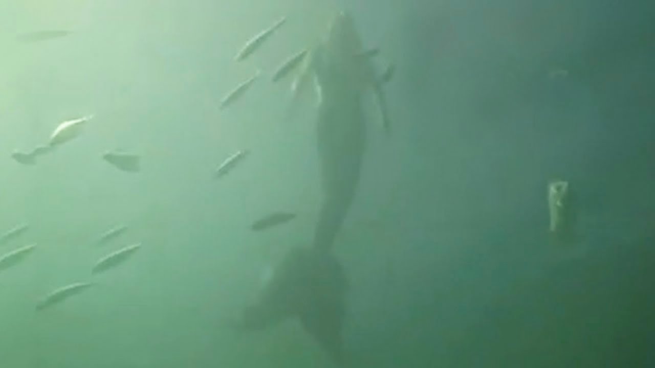 The Mermaid that was captured in AUSTRALIA and shocked everyone - YouTube