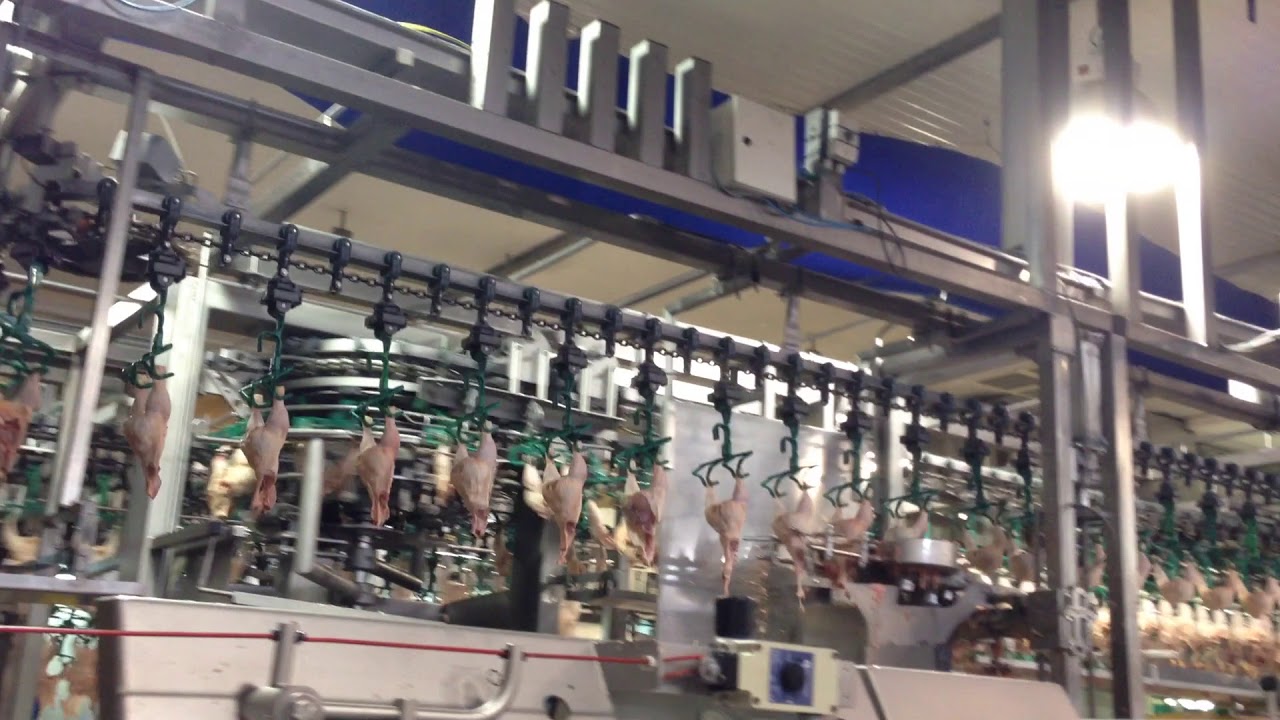 Poultry broiler processing plant in Israel - YouTube