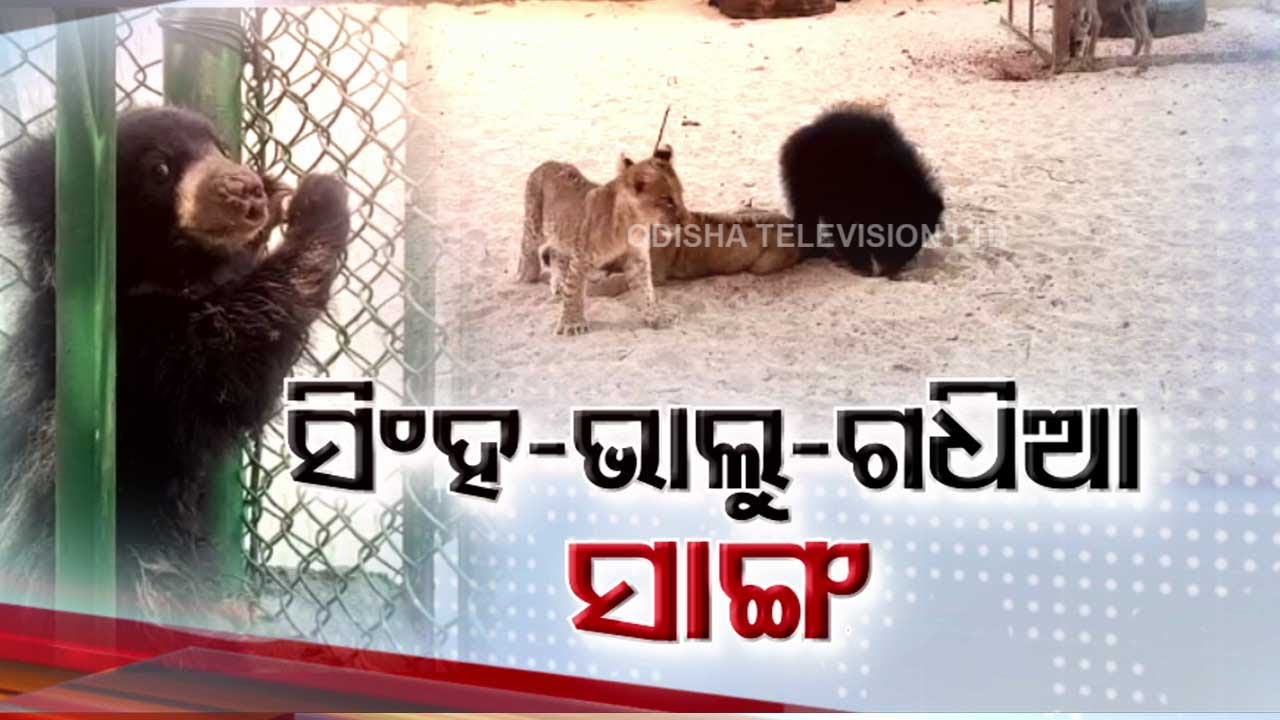 Lion, Bear, Hyena cubs play inside same enclosure at Nandankanan Zoo in ...