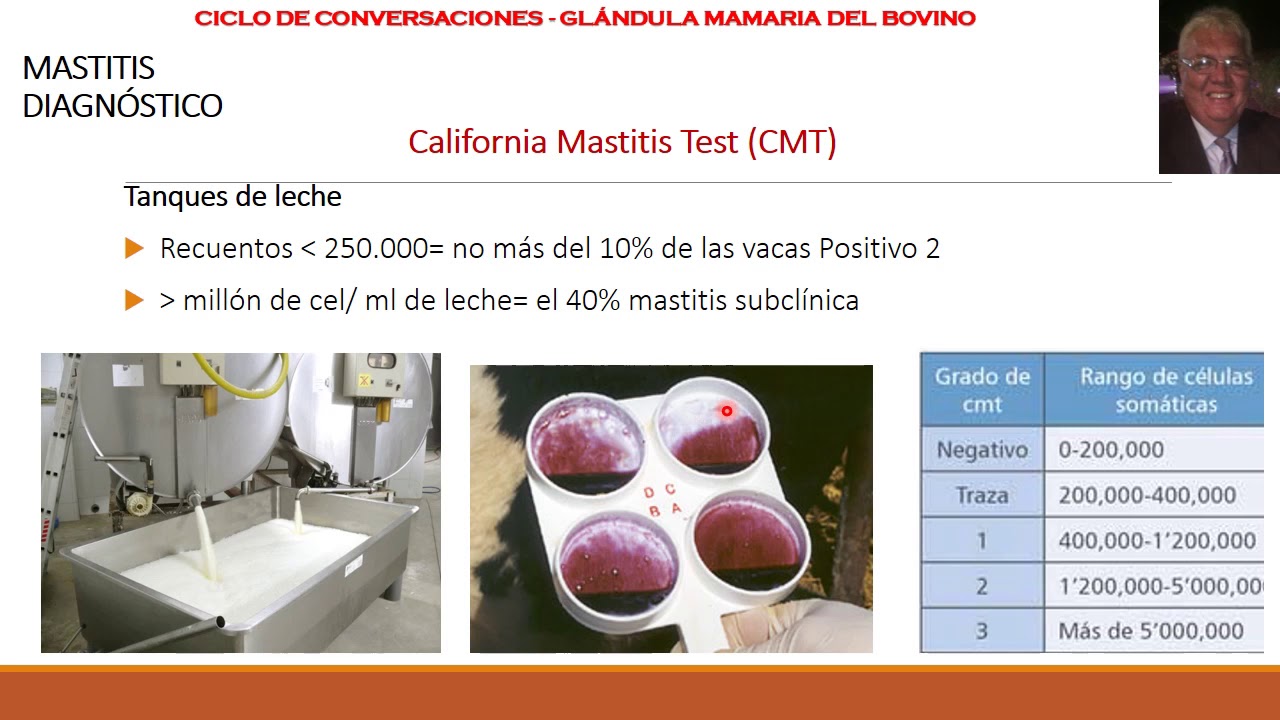 Mastitis Bovina: California Mastitis Test - YouTube