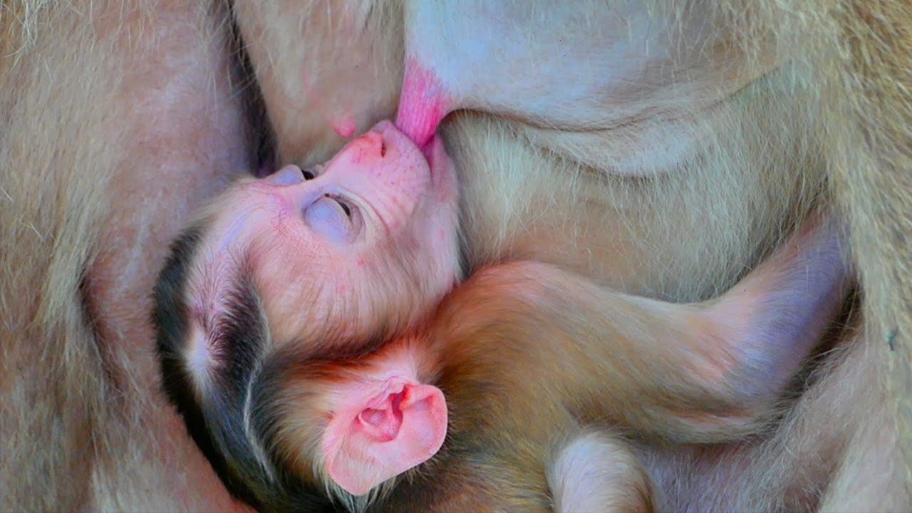 Super Sweet ! Baby cute monkey MORA sleep drink milk to warmly -look ...