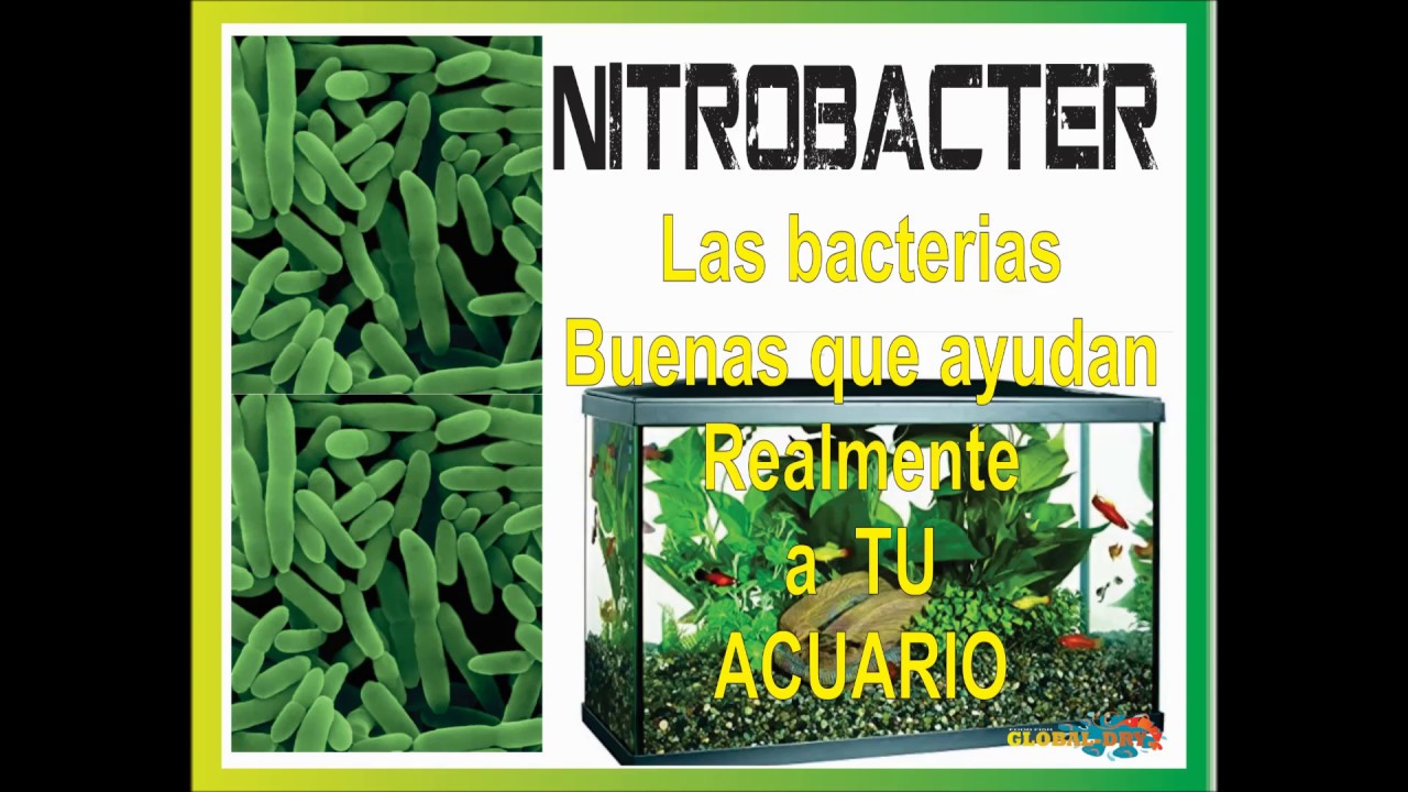 Nitrobacter Sp Bacteria Tem Photograph By Pasieka