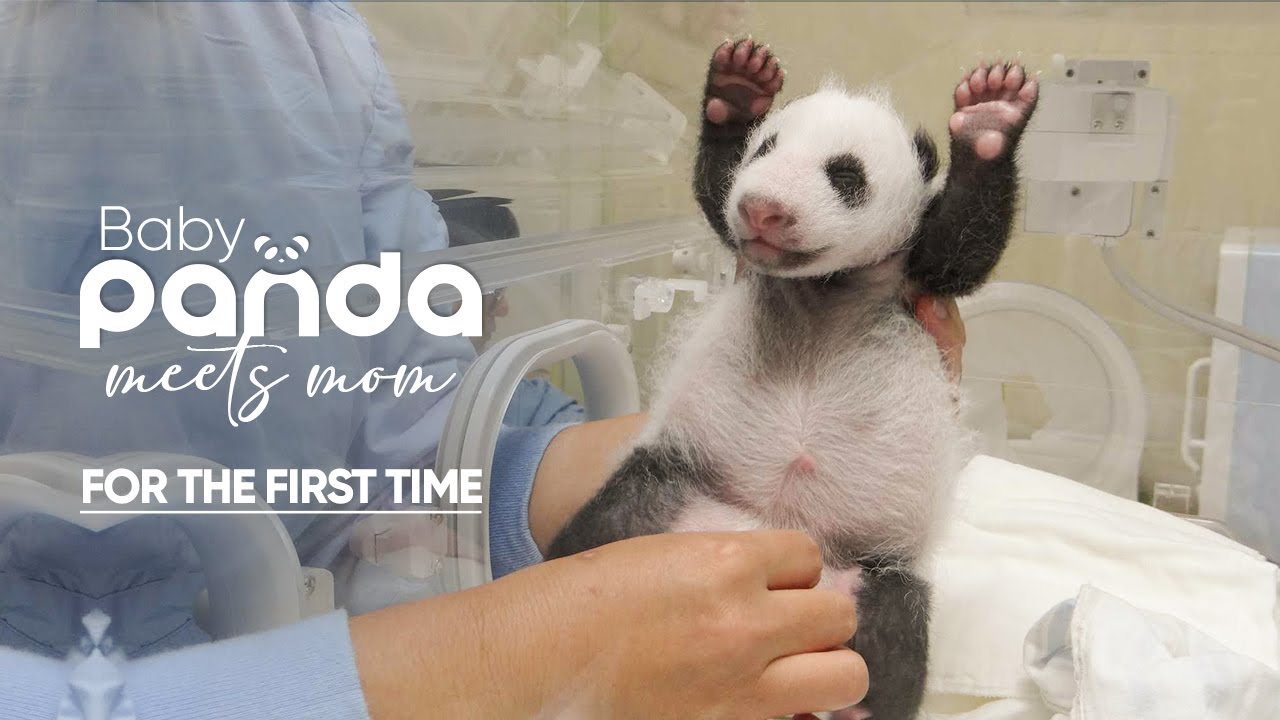 Heartwarming Reunion as Adorable Baby Panda Meets Mom for the First ...