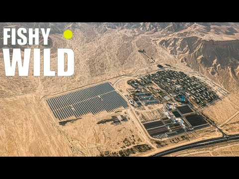 High Tech Koi Farming In Israel