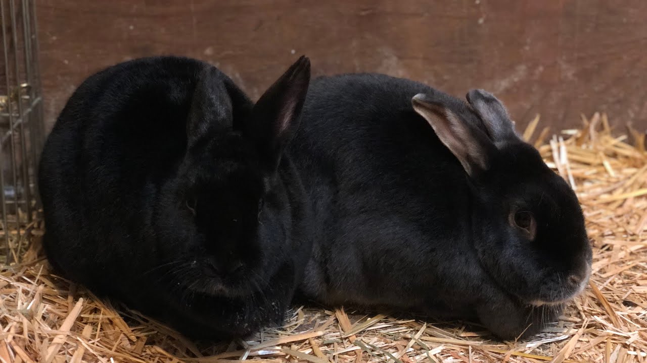 Introducing the Rabbits - Our first livestock in Alaska! - YouTube