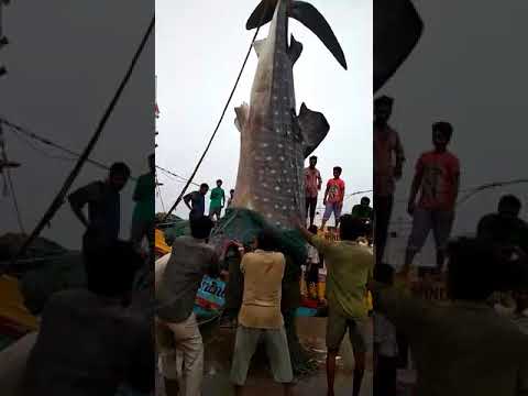 Very big fish in Vizag... - YouTube