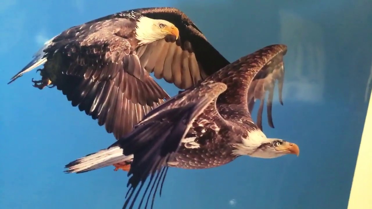 Live from the eagle fledge festival - YouTube