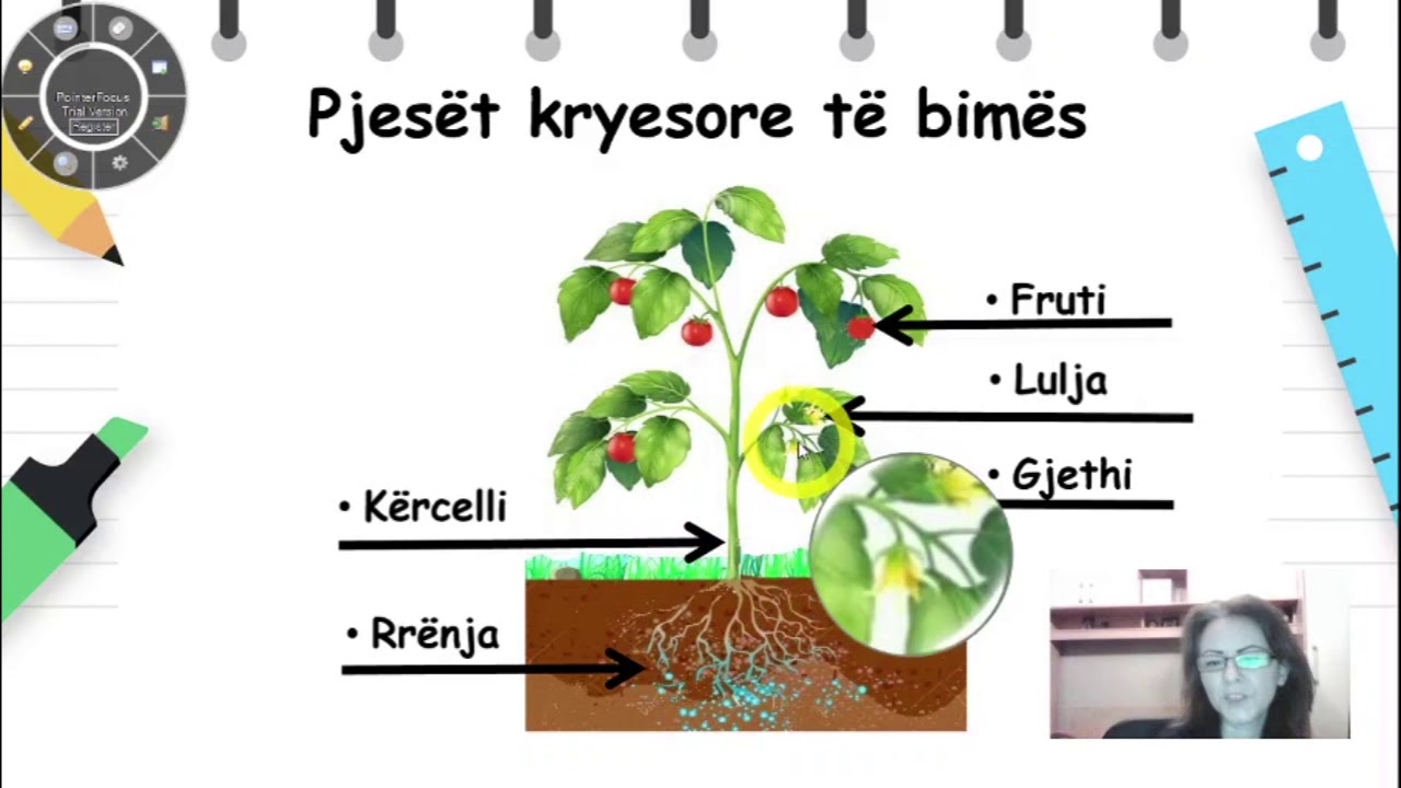Klasa 1 - Shkenca natyrore - Pjesët e bimës - YouTube