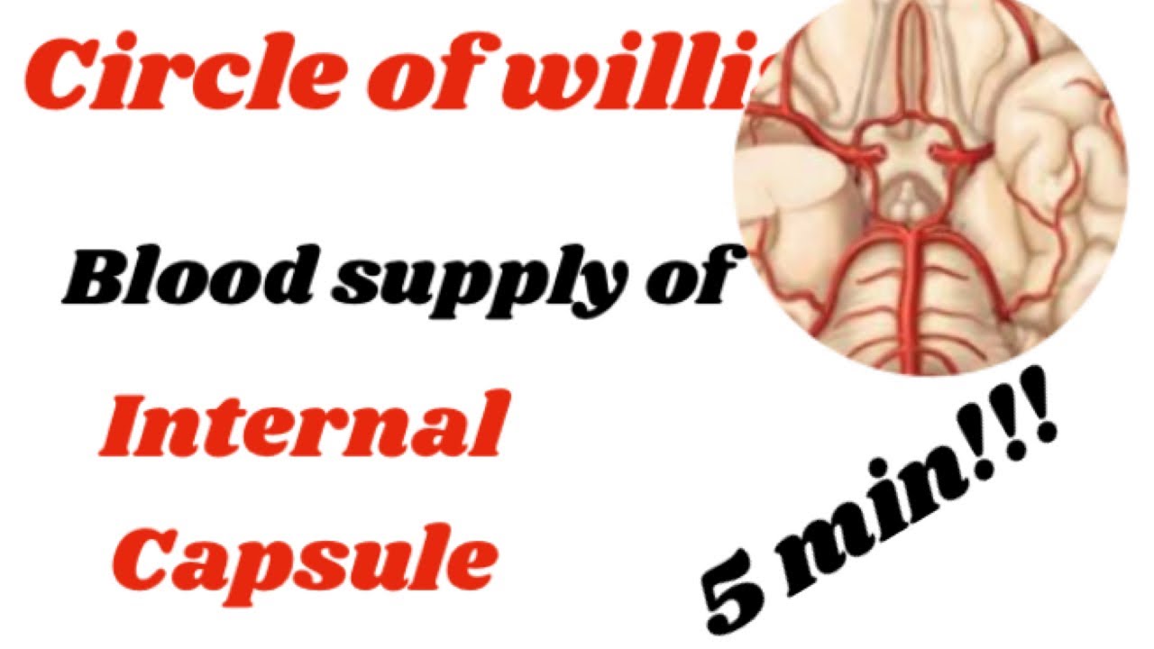 Blood supply of Internal capsule - YouTube