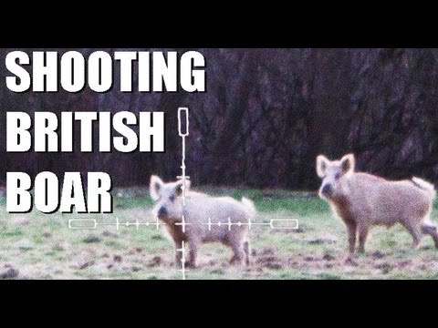 Fieldsports Britain - White wild boar and university clay championships ...