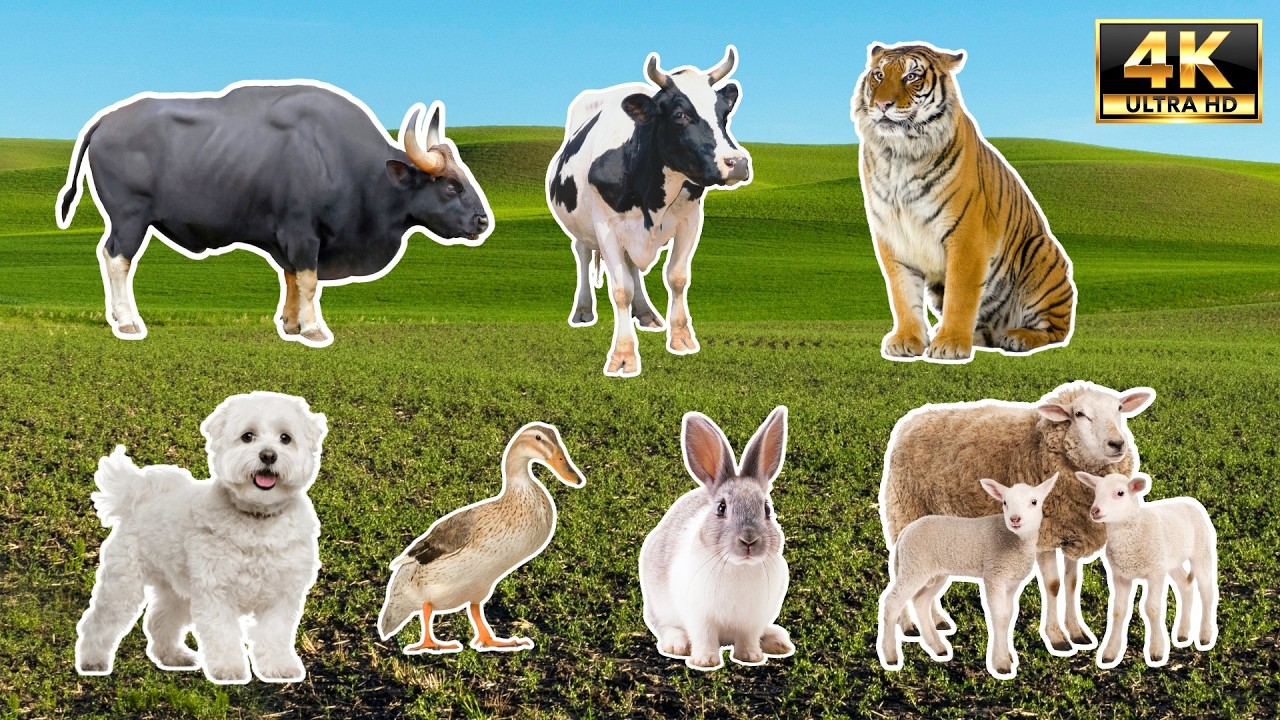 100 Animal Sounds & Names in 4K | Learn Animals (No Voiceover) | Age ...