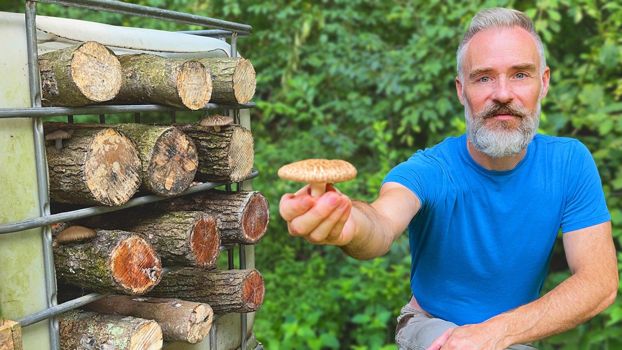 How to Grow Shiitake Mushrooms in Logs - YouTube