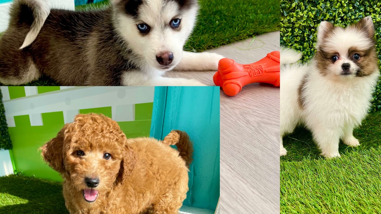 World Famous Puppies - YouTube