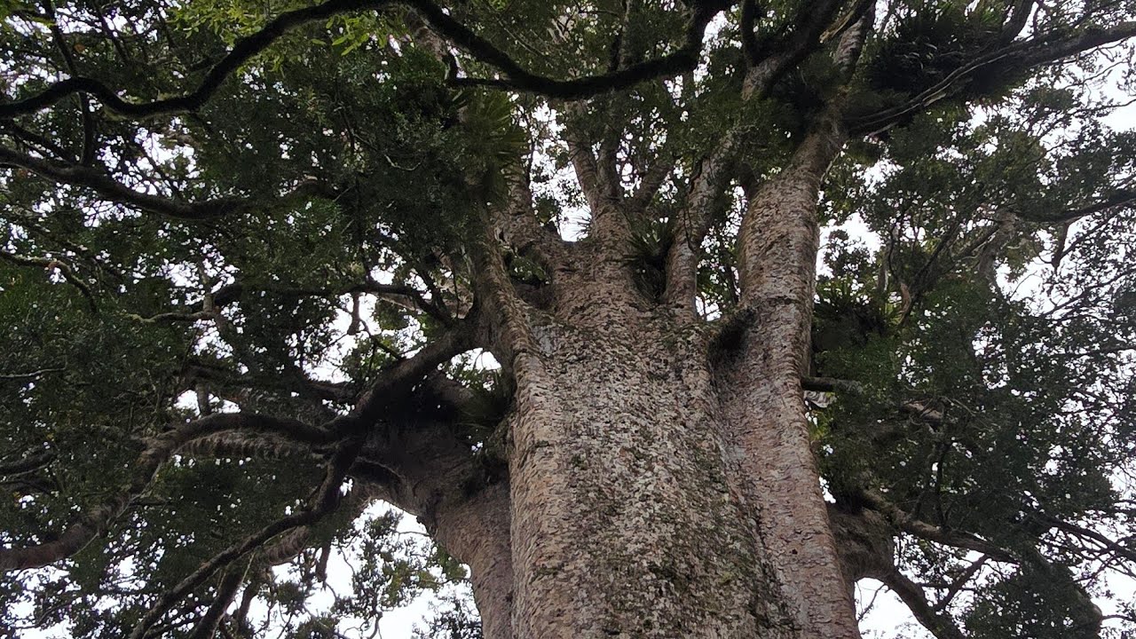 Square Kauri Tree NZ - YouTube