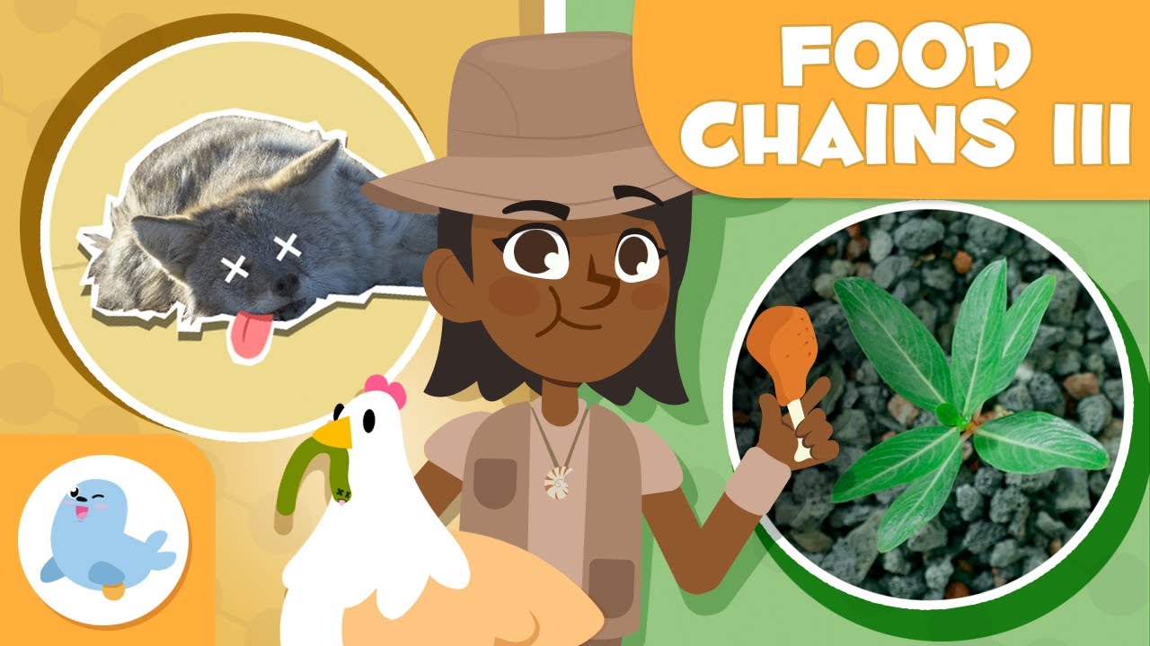 FOOD CHAINS for Kids 🍃 Green and Brown 💩 Episode 3 - YouTube